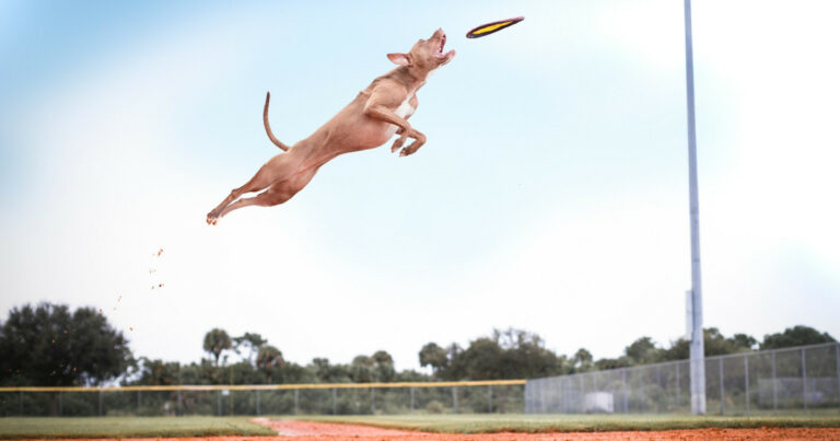 Captum：PyTorchのモデル解釈用ライブラリ