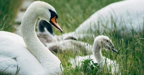 TracIn：トレーニング事例の影響を推定する簡単な方法(1/2)