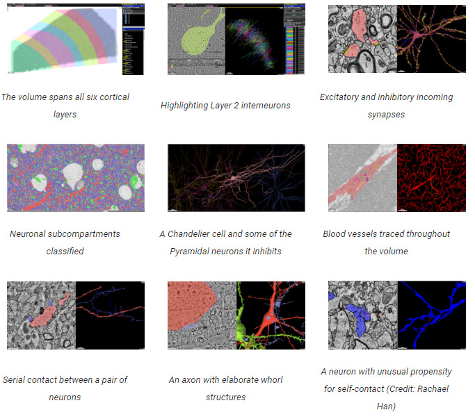 H01：人間の脳の一部をブラウザで閲覧可能な形式に再構築(2/2)
